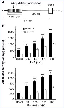 The serotonin transporter gene (SLC6A4) promoter polymorphism
