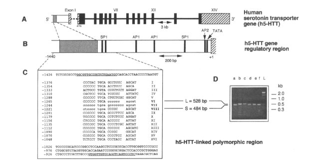 The serotonin transporter gene (SLC6A4) promoter polymorphism